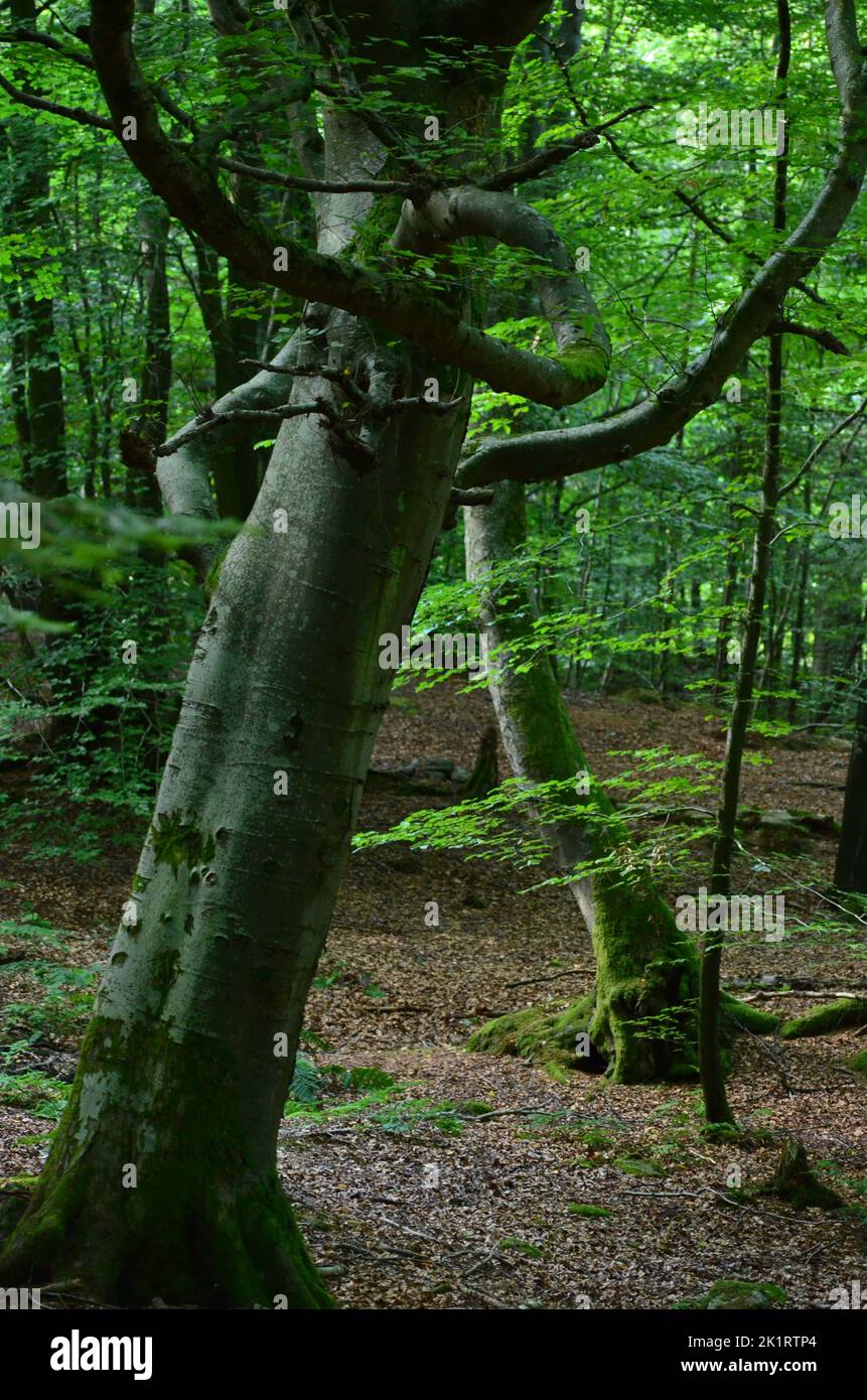 Den Wood, between Cults and Hazlehead park in Aberdeen, one of the few ...