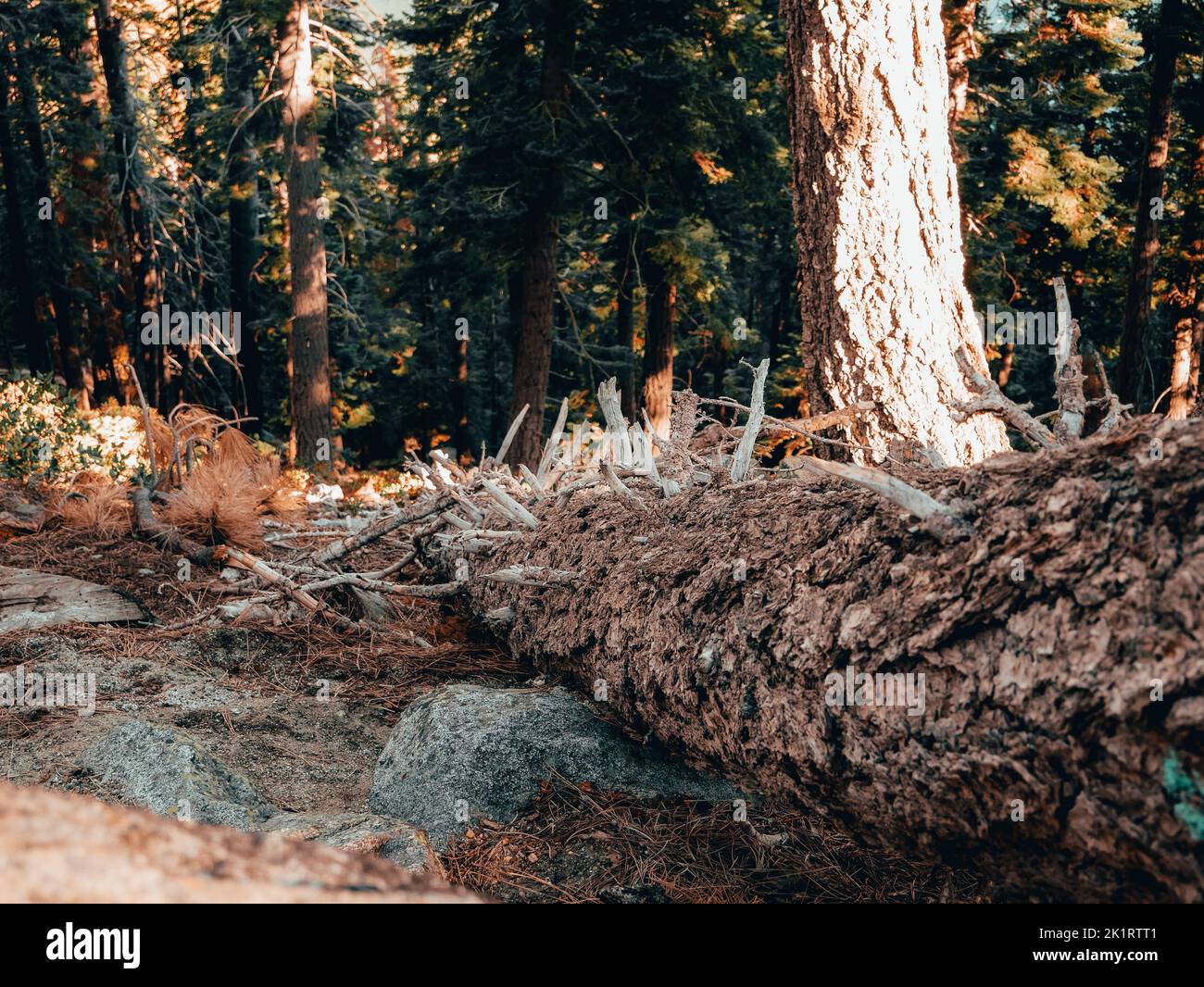 Dense forest foliage captured in hi-res stock photography and images ...