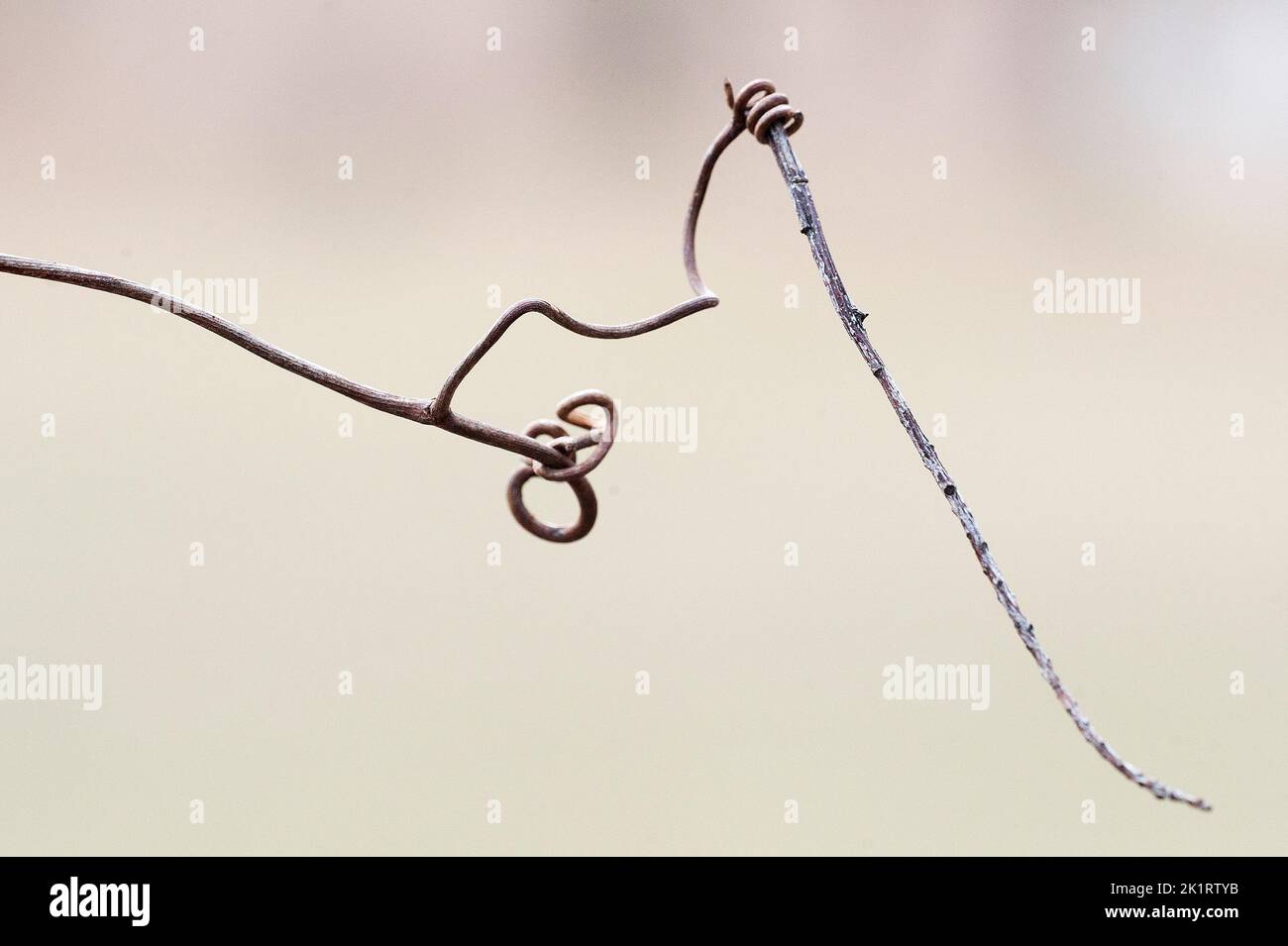 vine growth detail Stock Photo - Alamy