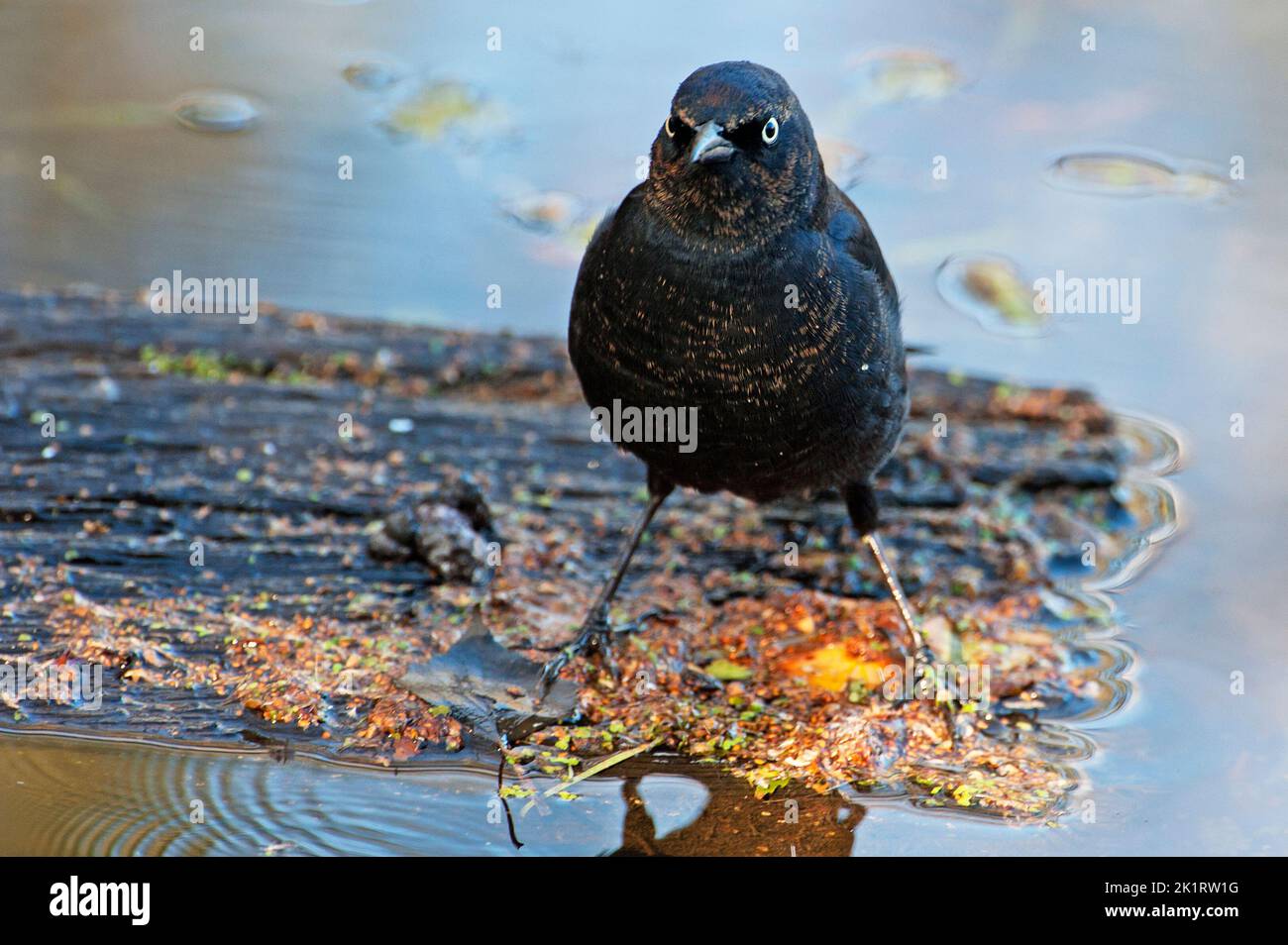 Rusty blackbird during autumn migration Stock Photo - Alamy