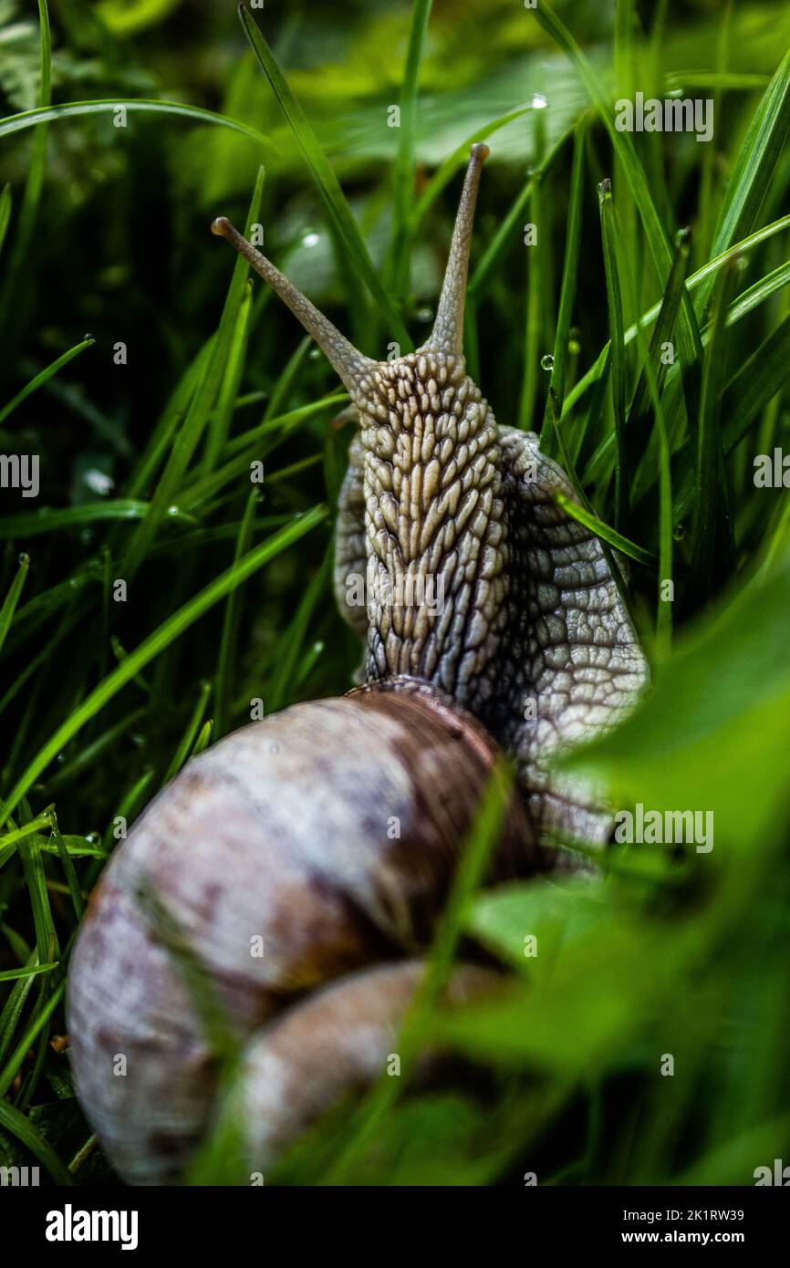 A vertical shot of a small snail surrounded by green plants in a garden ...
