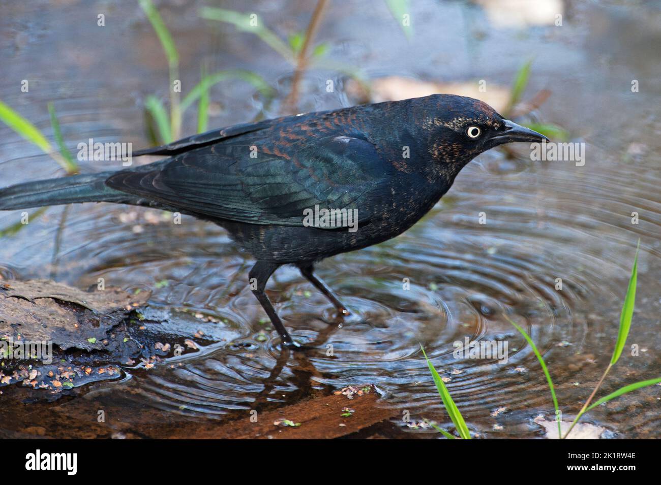 Rusty blackbird during autumn migration Stock Photo - Alamy