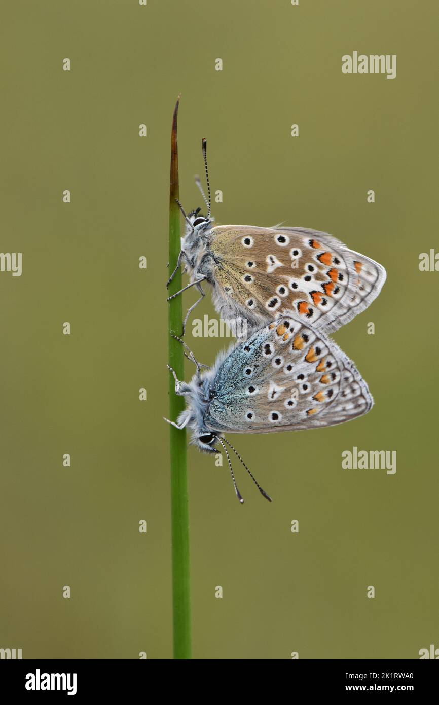 Most common butterflies hi-res stock photography and images - Alamy