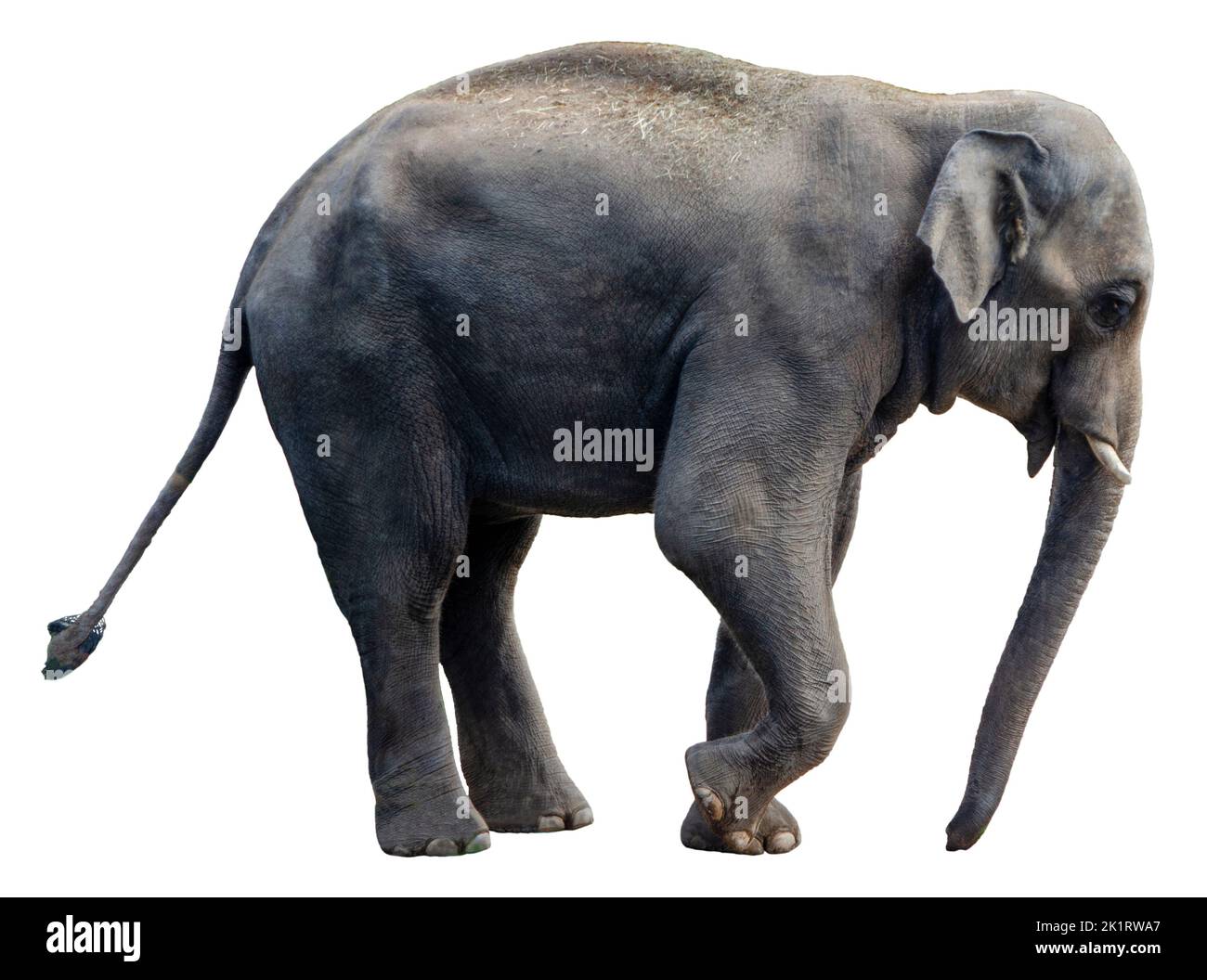 Asian Elephant Isolated against a White Background Stock Photo - Alamy