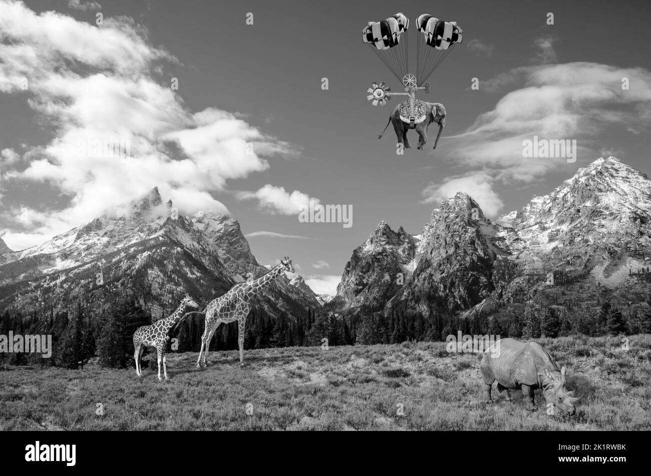 Flight of the Elephant Stock Photo - Alamy