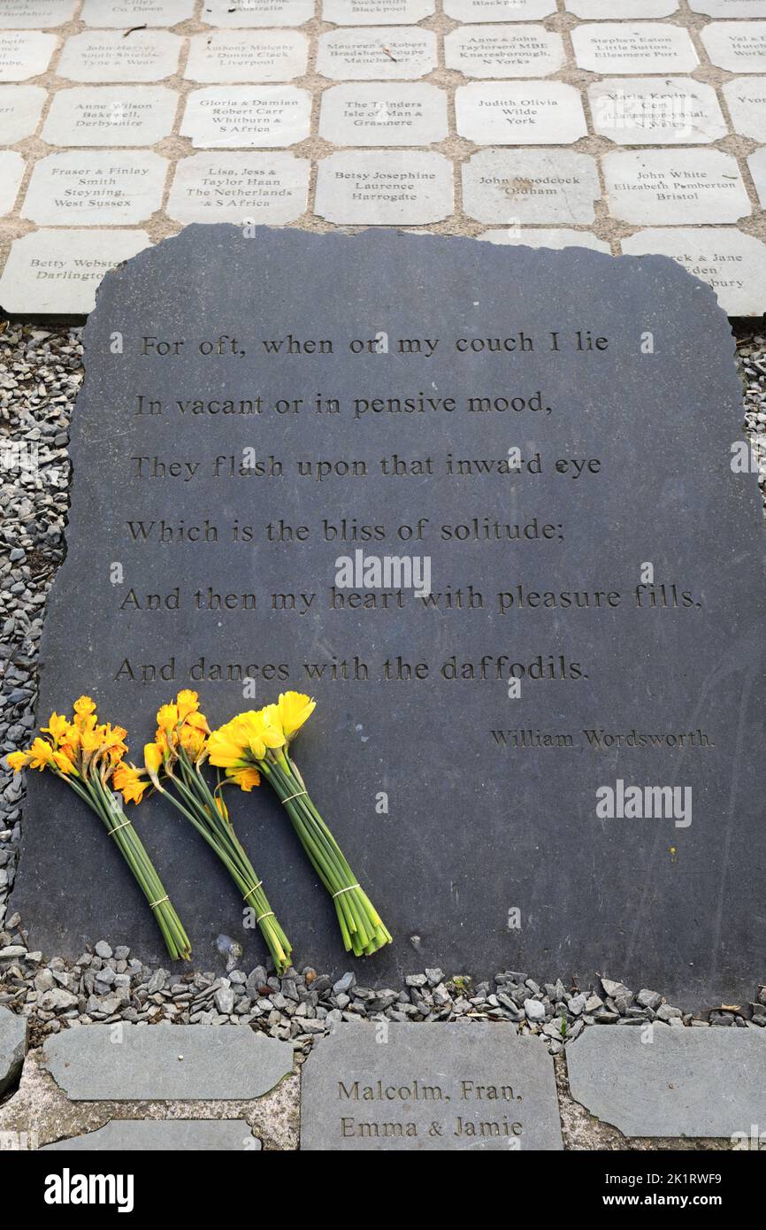Spring, the Wordsworth Daffodil Garden, Grasmere village, Cumbria, Lake ...