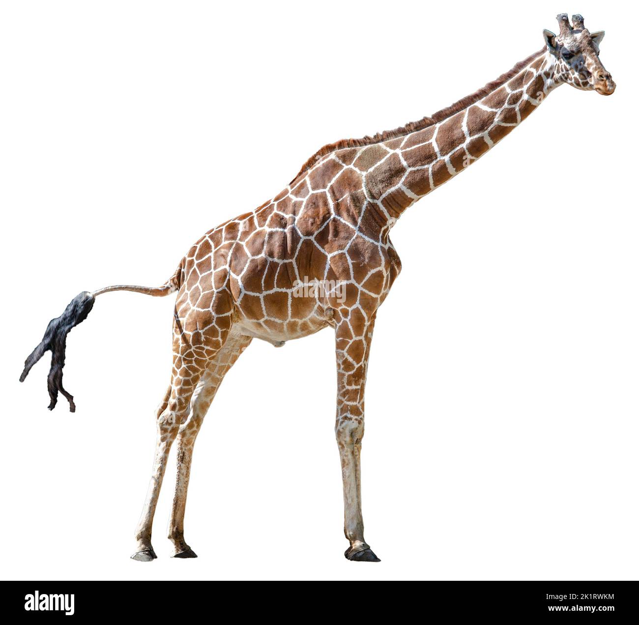 Giraffe camelopardalis: giraffe isolated against white background Stock ...