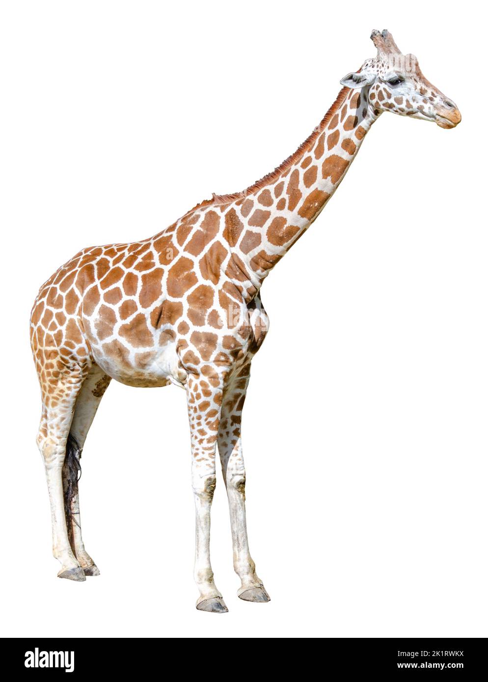 Giraffe camelopardalis: giraffe isolated against white background Stock ...
