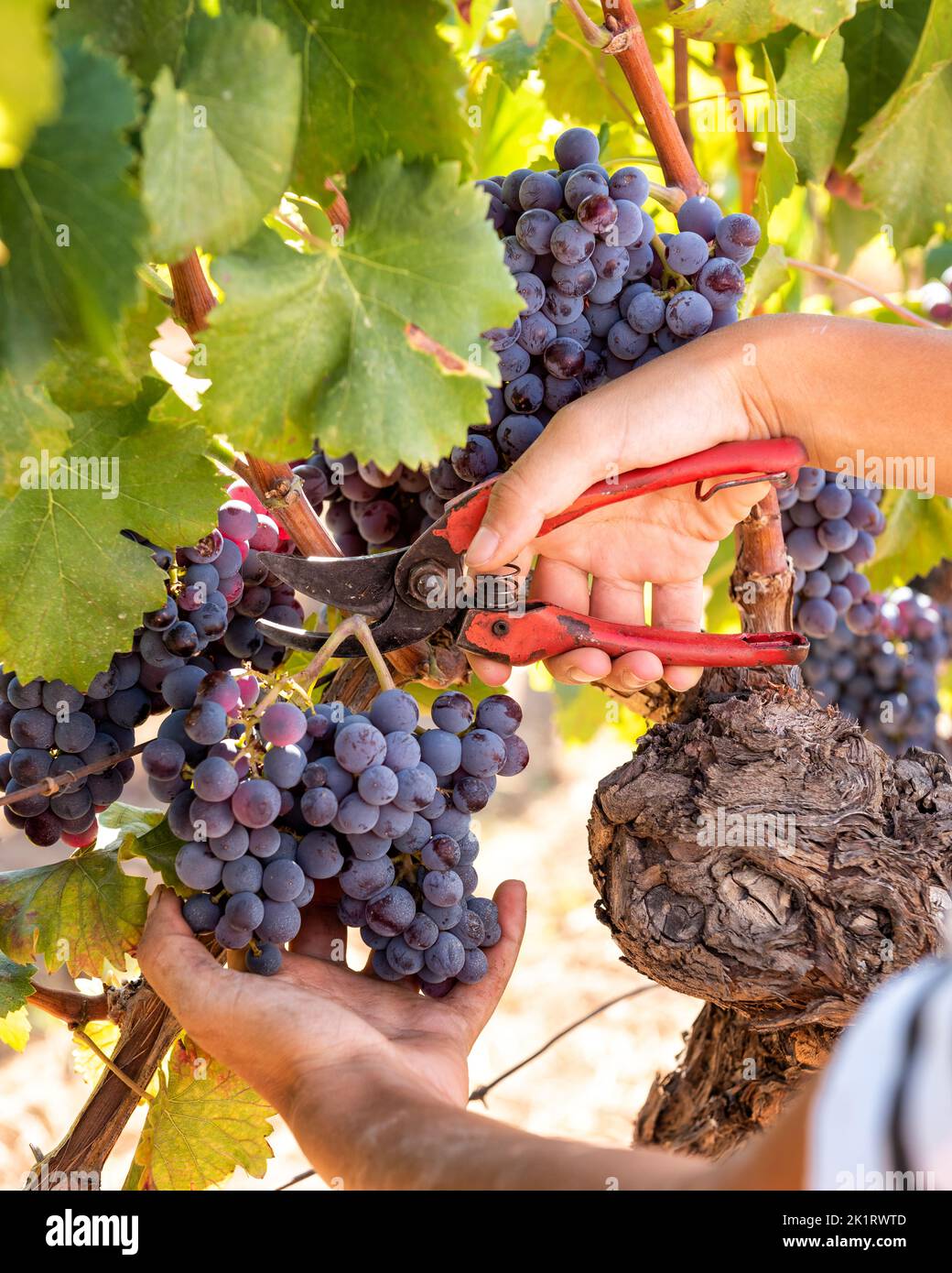Cannonau grapes. Young woman manually harvesting the bunches of grapes ...