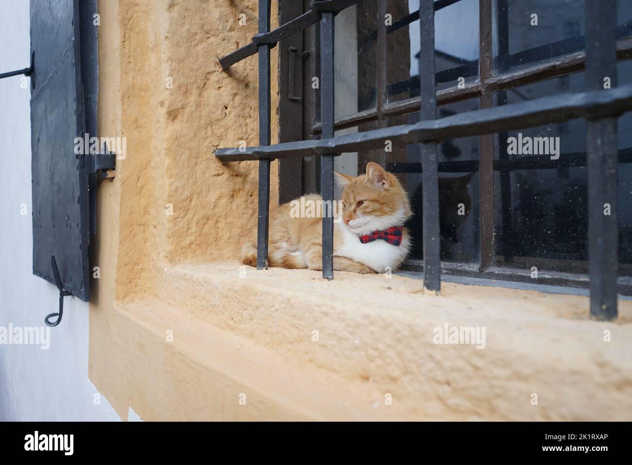 A cute ginger cat with a red bowtie sitting comfortably behind metal ...