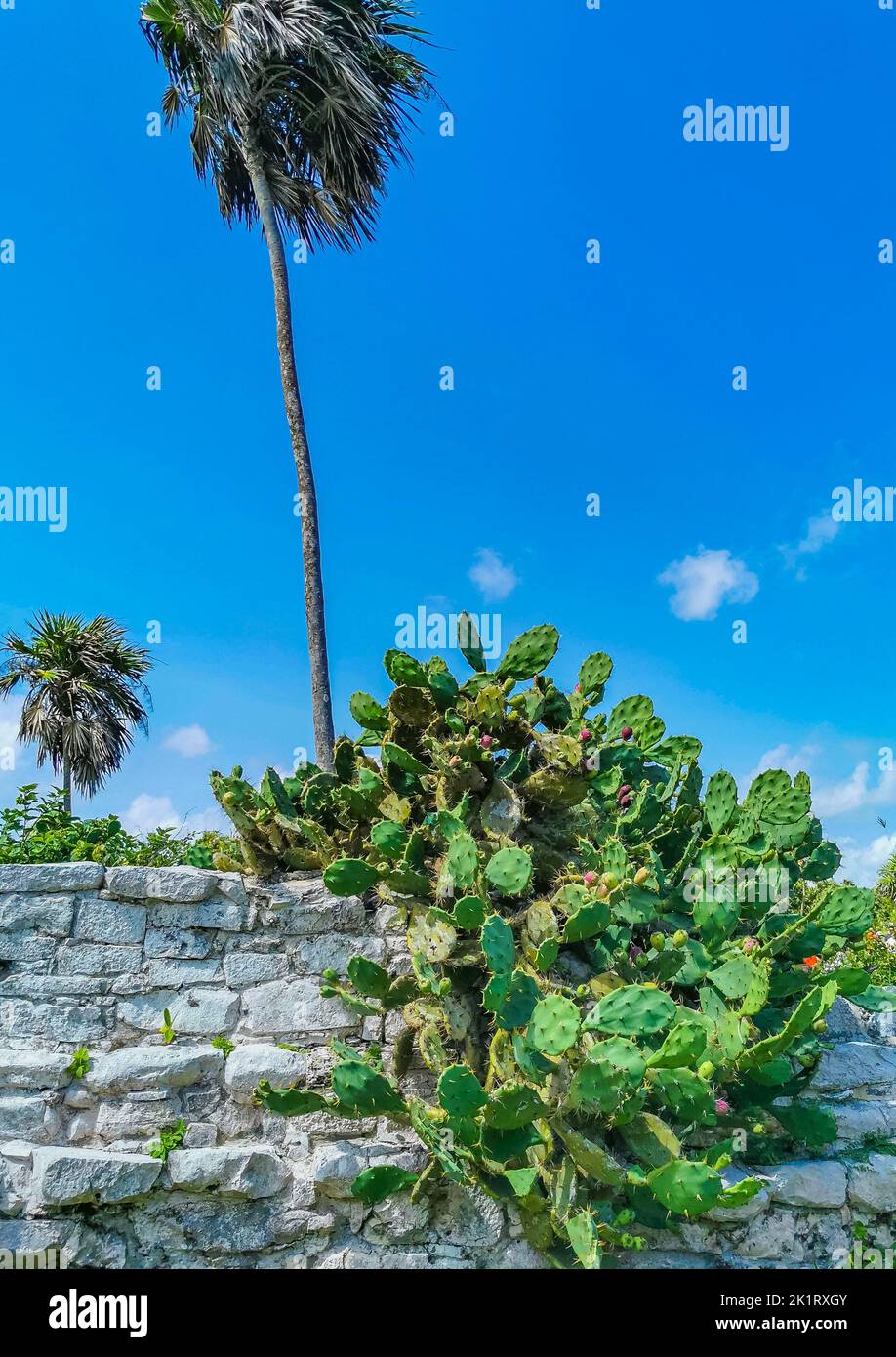 Spiny green cactus cacti plants and trees with spines fruits in Tulum ...