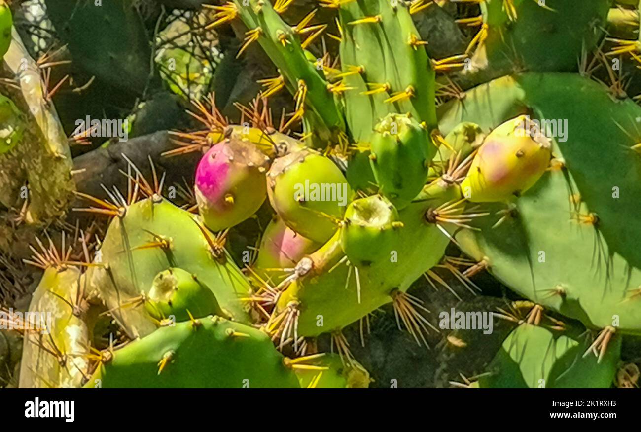 Spiny green cactus cacti plants and trees with spines fruits in Tulum ...