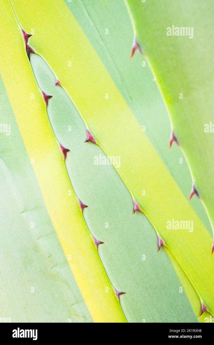 A vertical closeup shot of the leaves of Aloe Glauca with red sharp ...