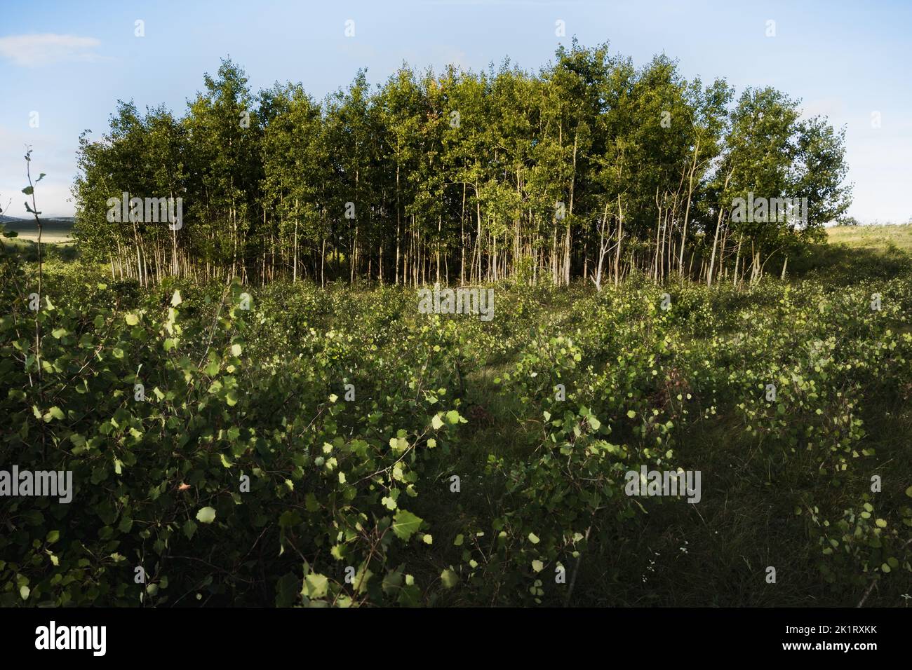 A scenic view of a bush with small flowers and a forest that can be ...