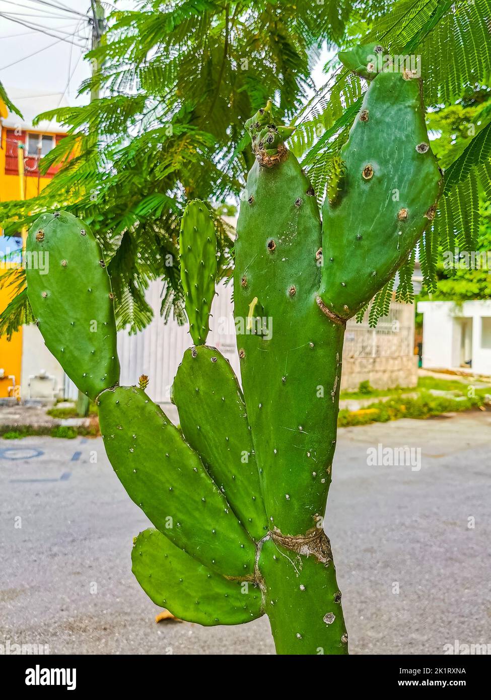 Spiny green cactus cacti plants and trees with spines fruits in Playa ...