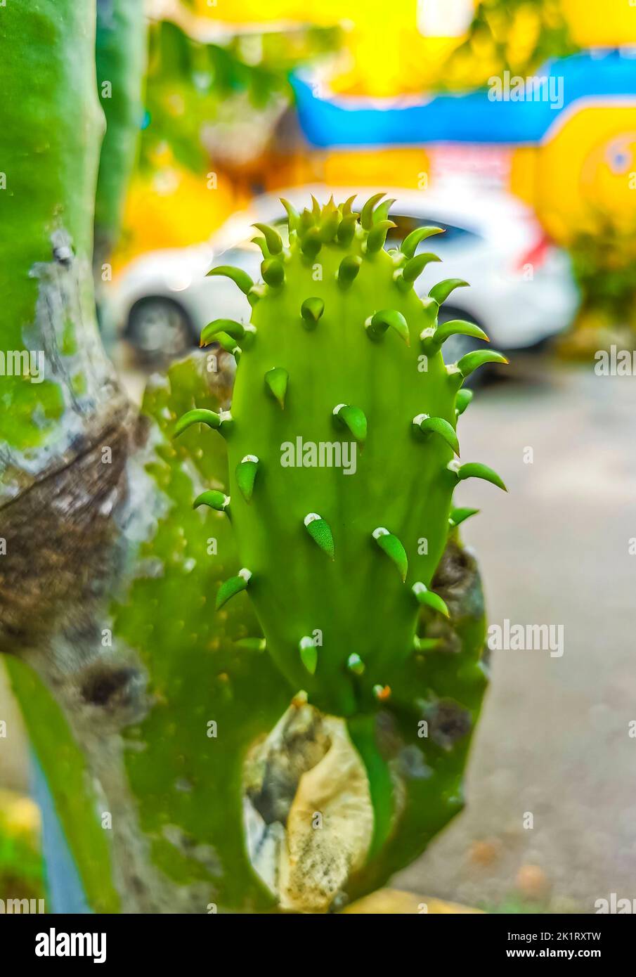 Spiny green cactus cacti plants and trees with spines fruits in Playa ...