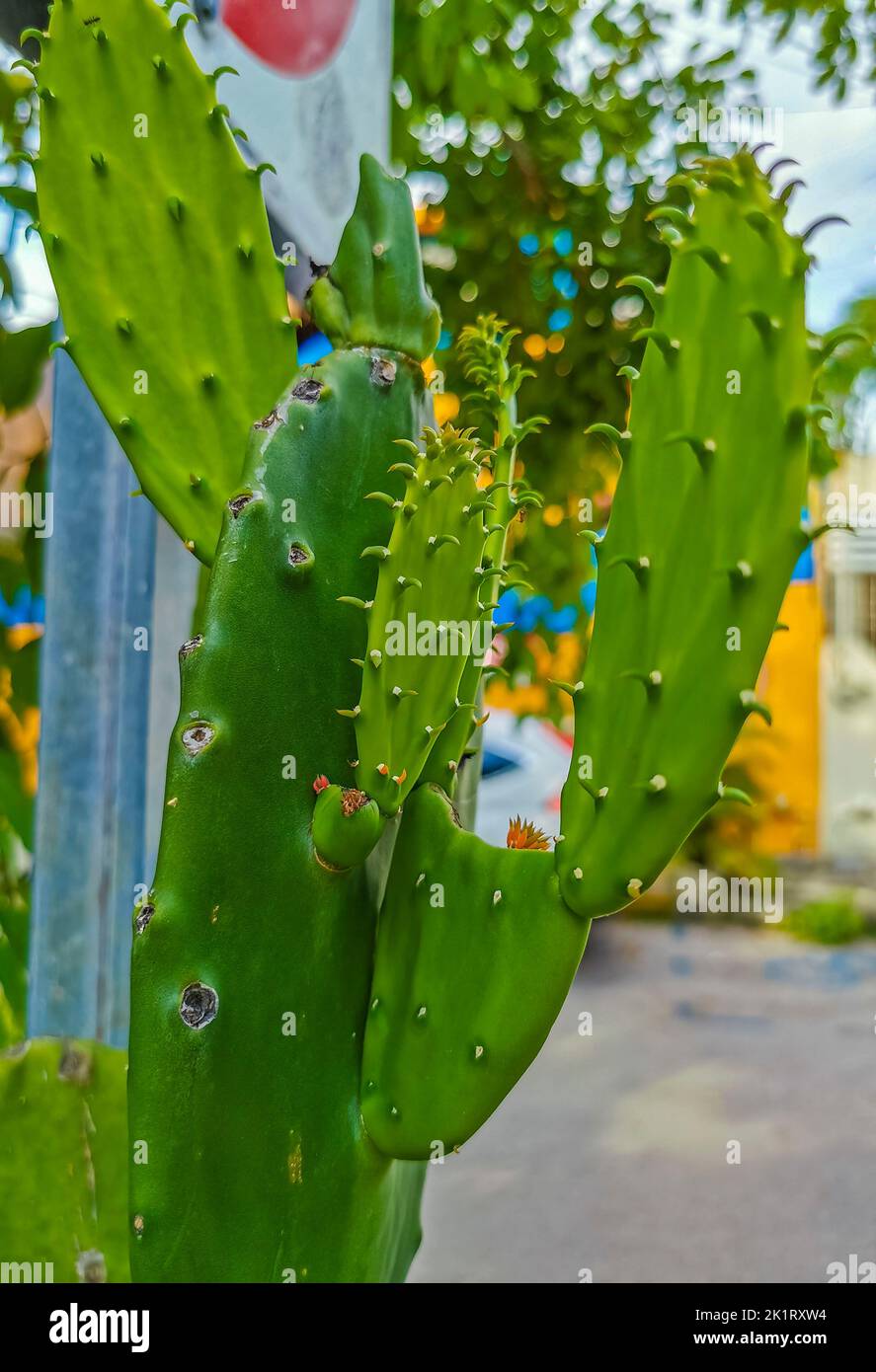 Spiny green cactus cacti plants and trees with spines fruits in Playa ...