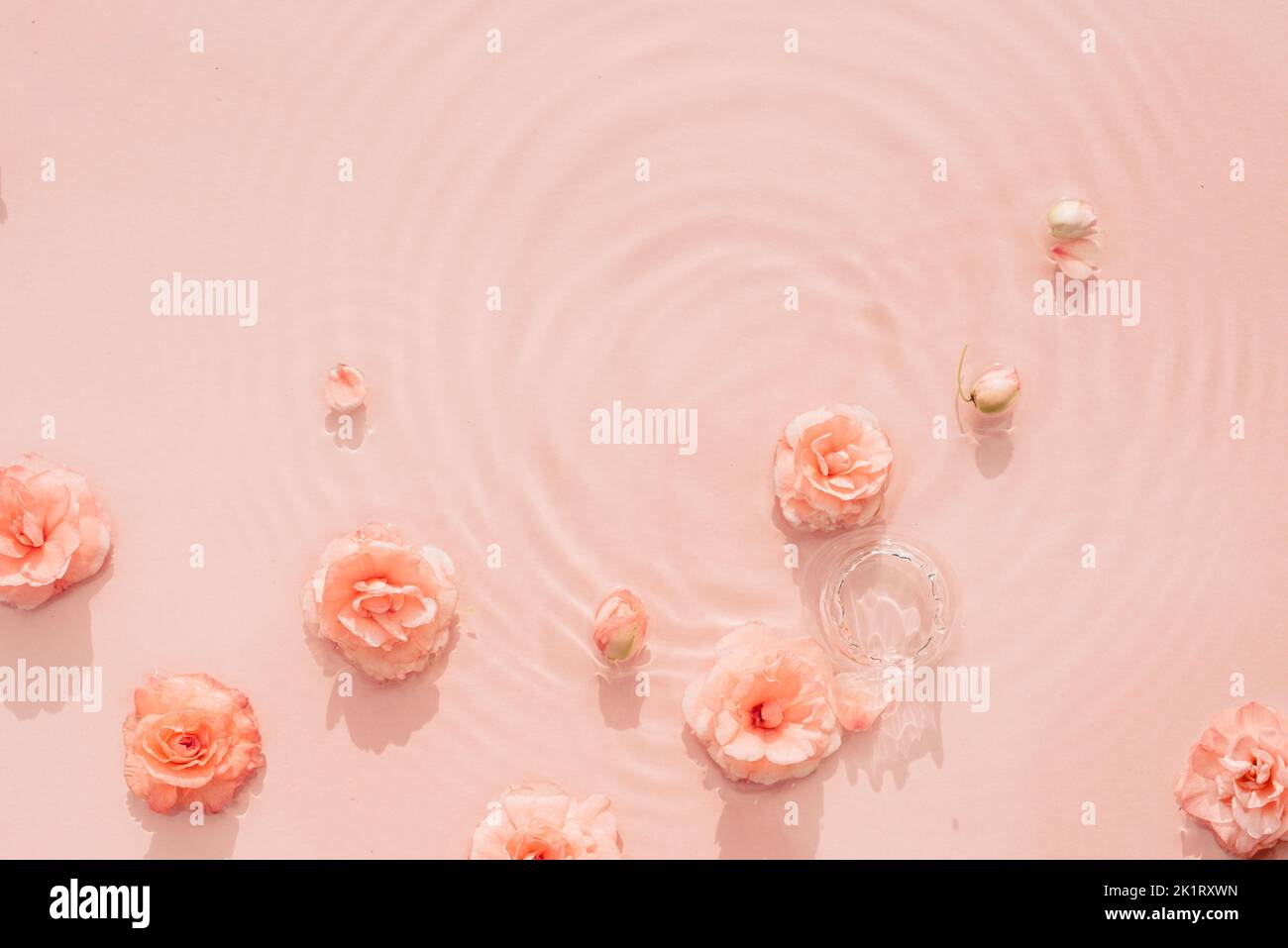 Pink aquatic, transparent water texture with ripples and drops and pink ...