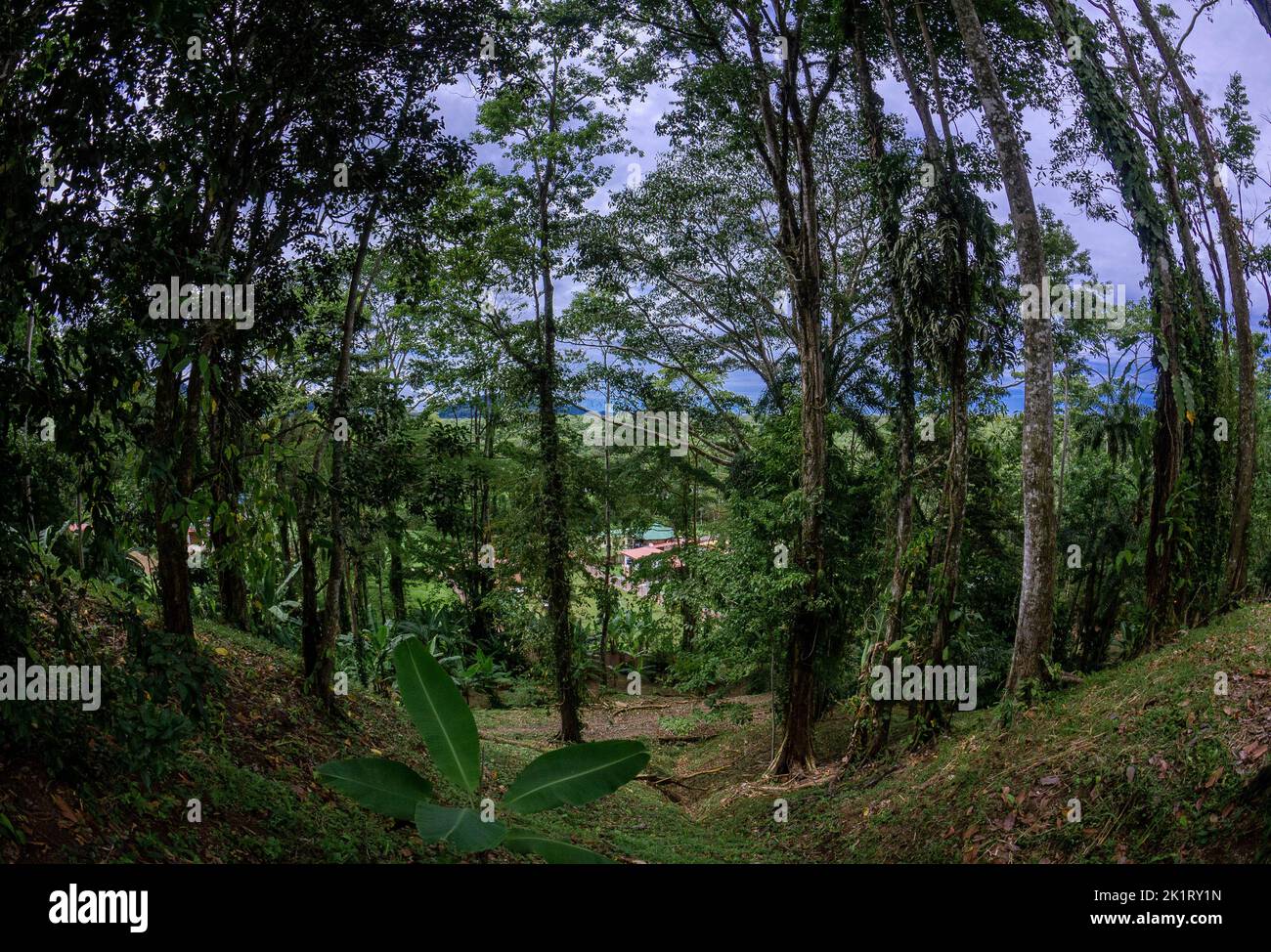A wide angle shot of a forest at sunset Stock Photo - Alamy