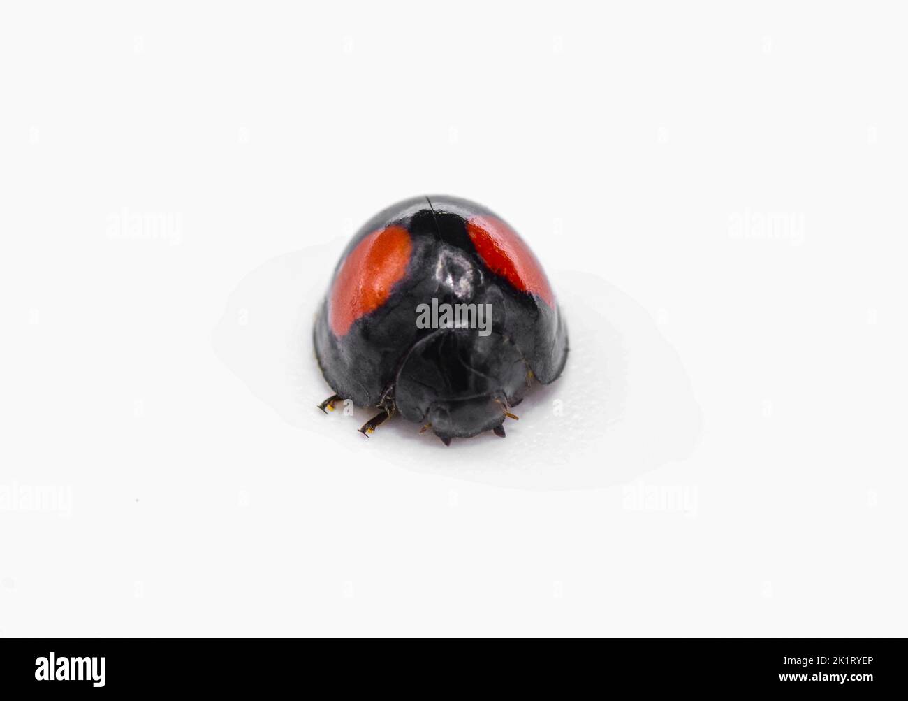Black dots on body hi-res stock photography and images - Alamy