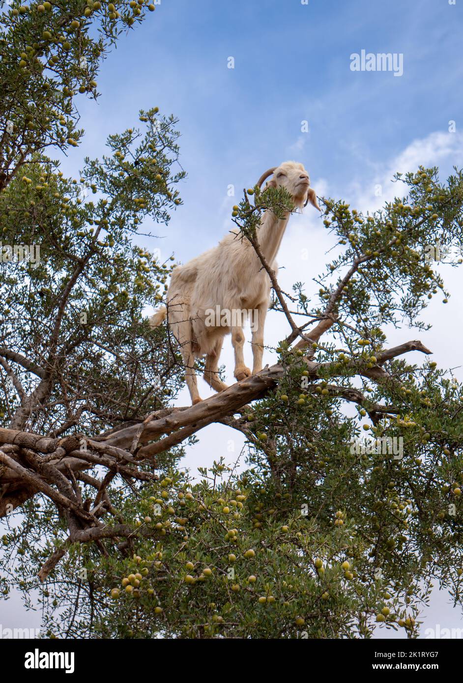 A vertical shot of a goat on the tree Stock Photo - Alamy