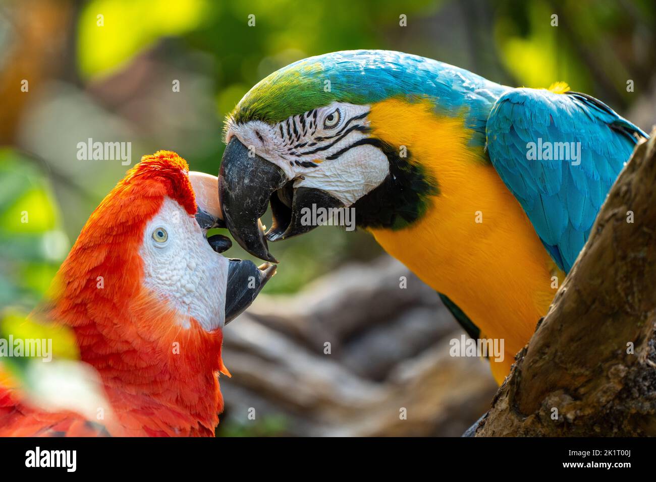 A close up of two parrots kissing Stock Photo - Alamy