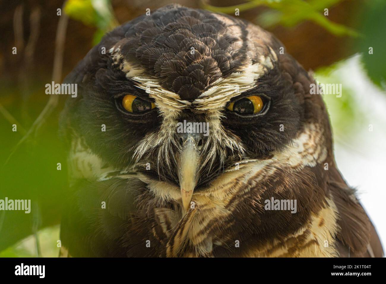 A close up of an owl bird Stock Photo - Alamy