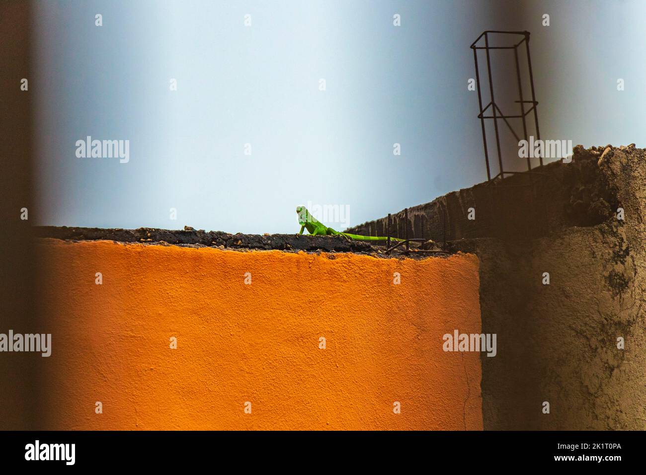 Green lizard gecko iguana on orange wall in Playa del Carmen Quintana ...