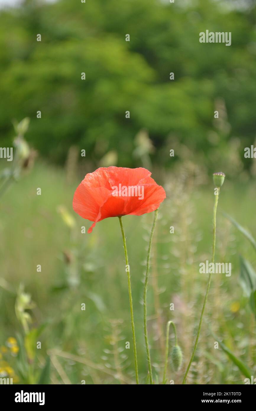 Three poppies flowers in the wheat field Stock Photo - Alamy