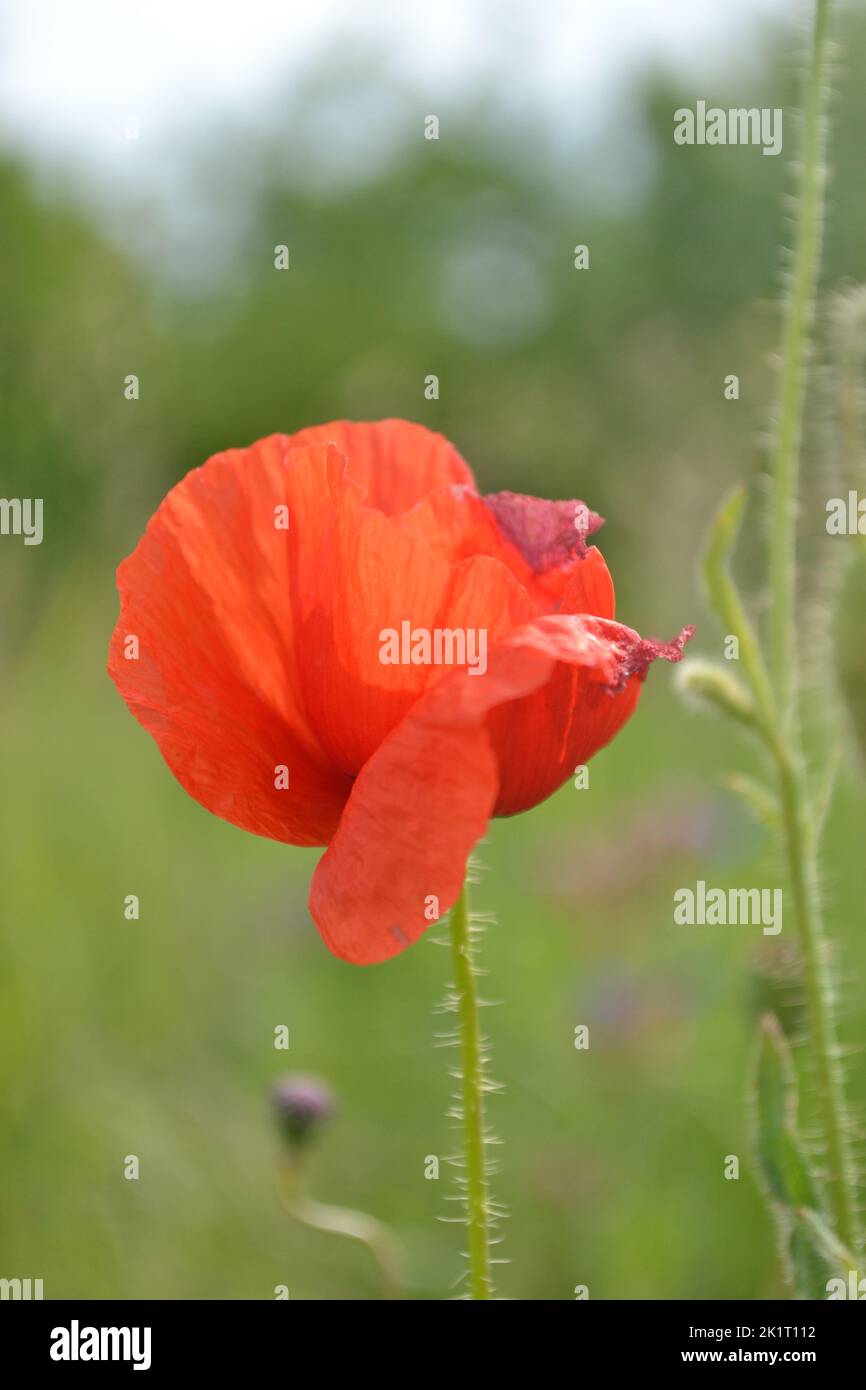 Three poppies flowers in the wheat field Stock Photo - Alamy