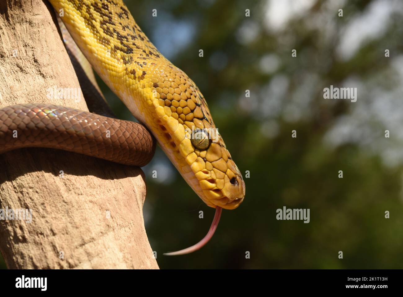 Python timoriensis hi-res stock photography and images - Alamy
