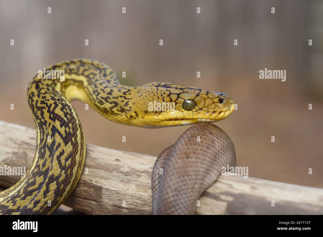 Python timoriensis hi-res stock photography and images - Alamy