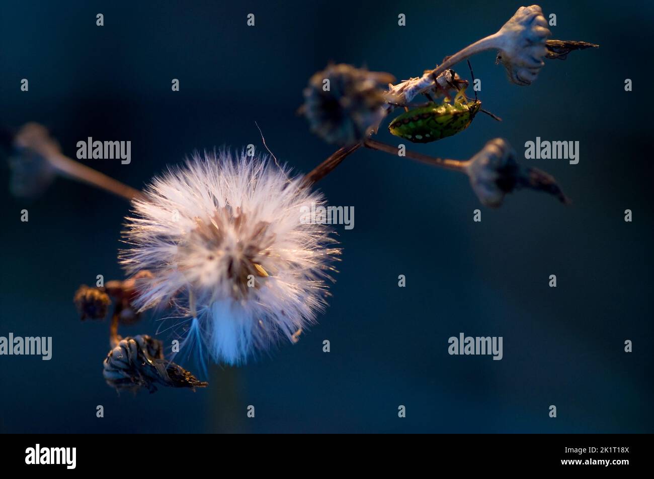 A closeup of a dandelion in a field Stock Photo - Alamy