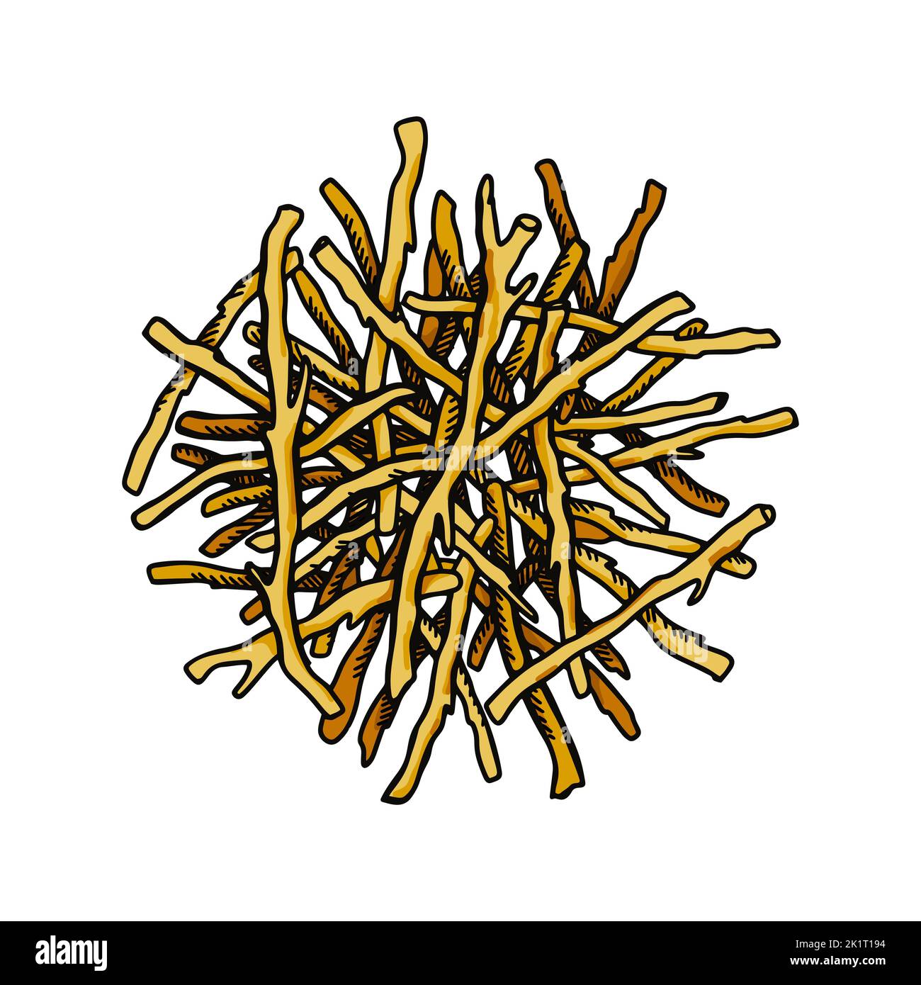 Hand drawn dried root isolated on white background. Botanical vector ...