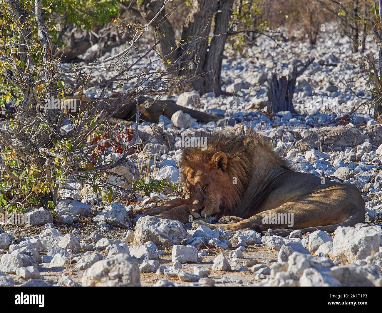 Big male maned Lion relaxing in the shade of a Mopane tree on the rocky ...