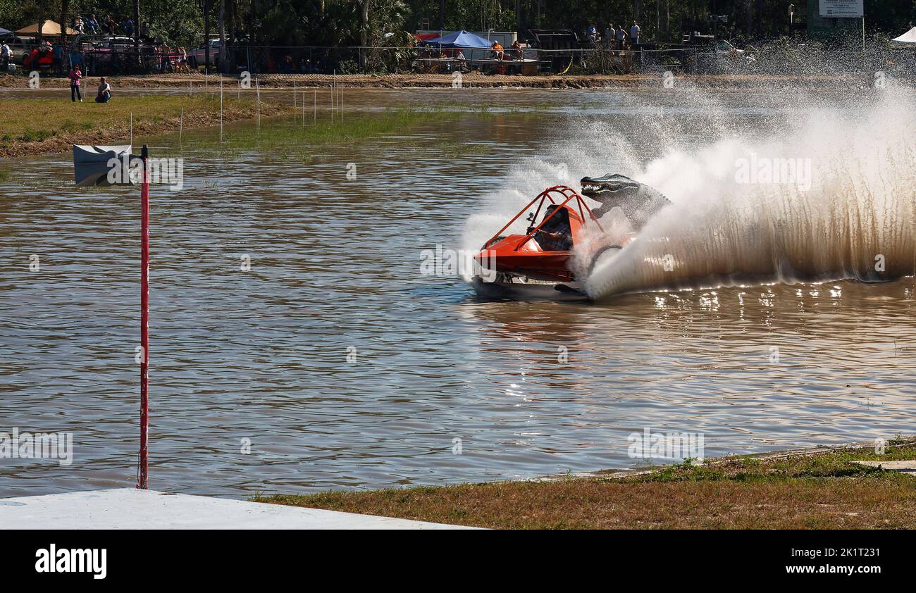 swamp buggy moving through water, action, alligator figure on top ...