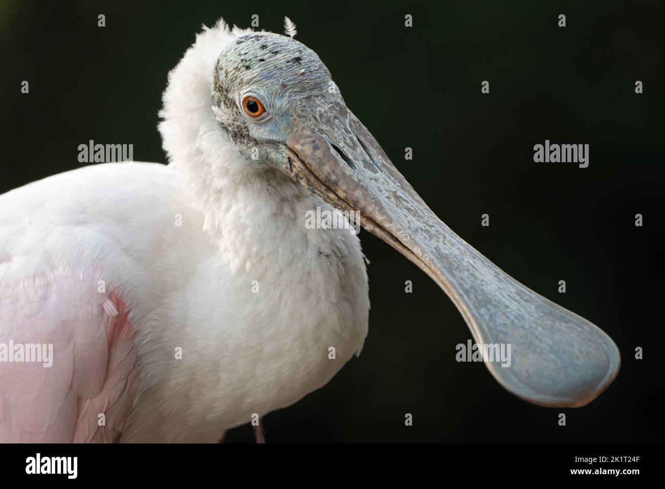 A close up of a Spoonbill bird Stock Photo - Alamy