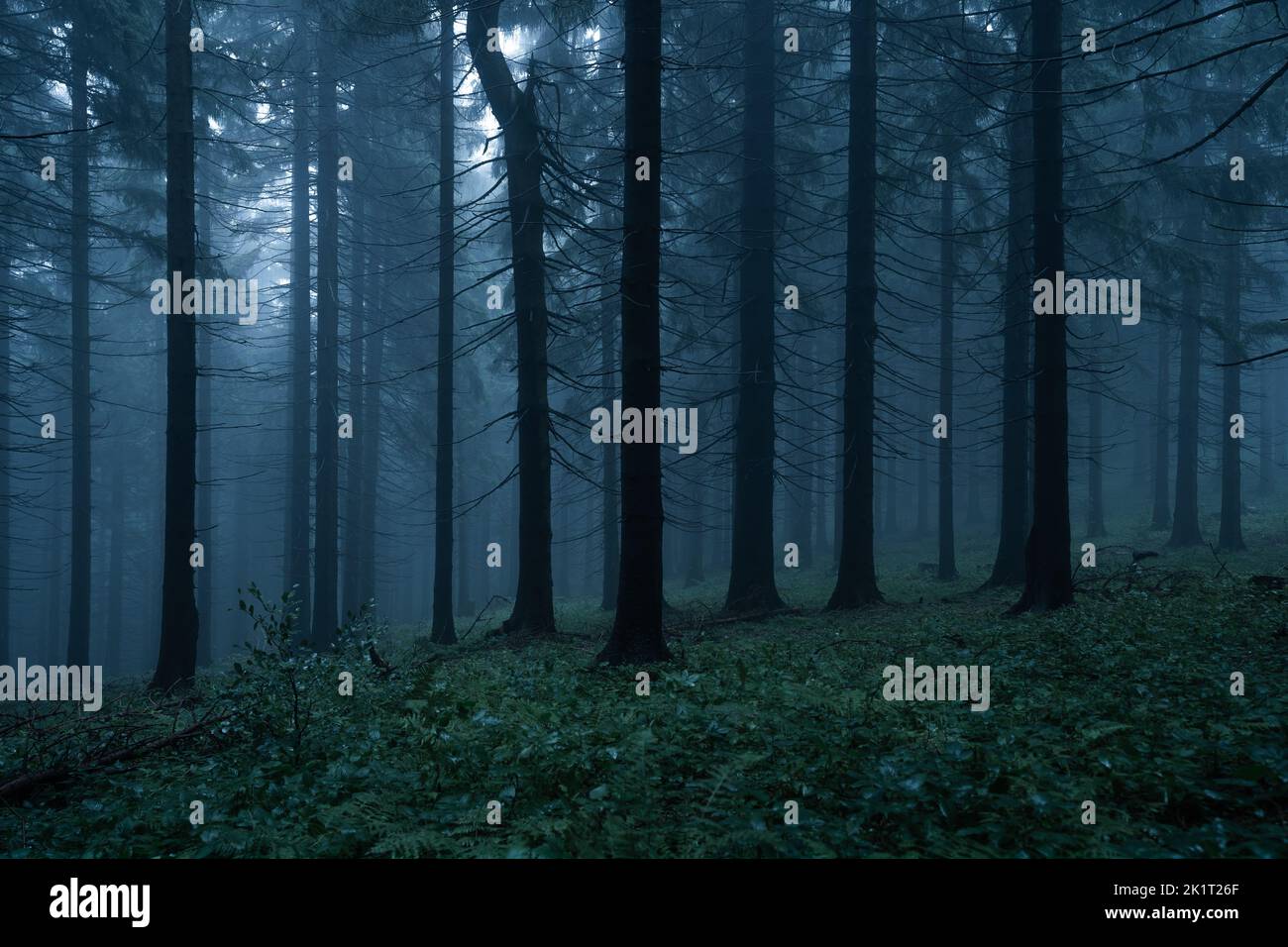 Gloomy and dark forest during a foggy morning with the best mystic ...