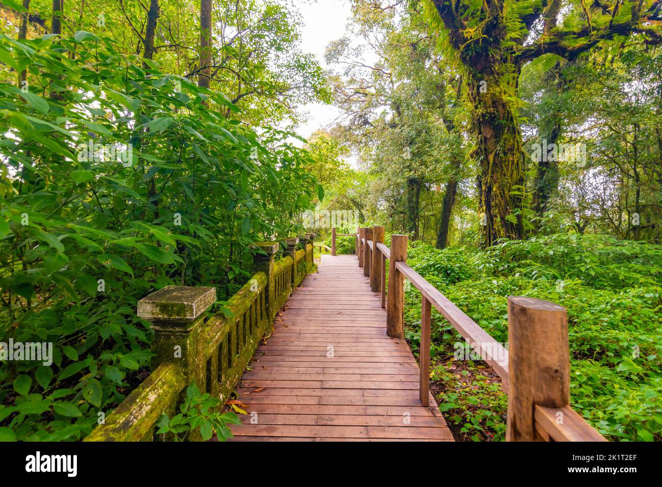 Wooden tourist path at Doi Inthanon national park, Thailand. Beautiful ...
