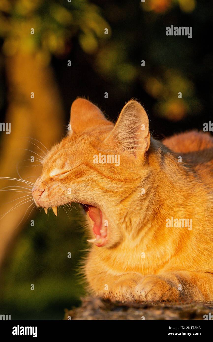 A closeup of a lazy orange cat resting in a park Stock Photo - Alamy