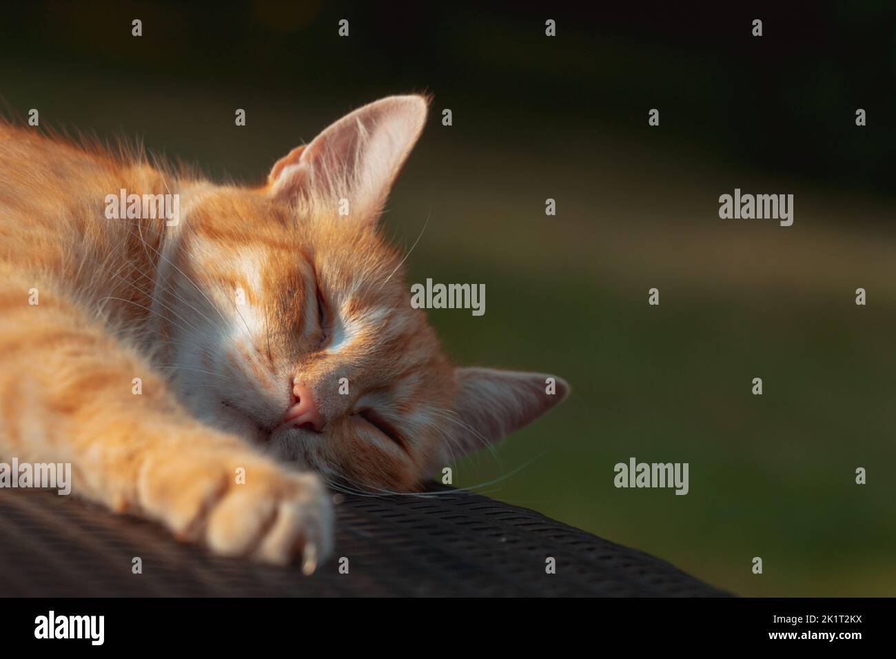 A closeup of a lazy orange cat resting in a park Stock Photo - Alamy
