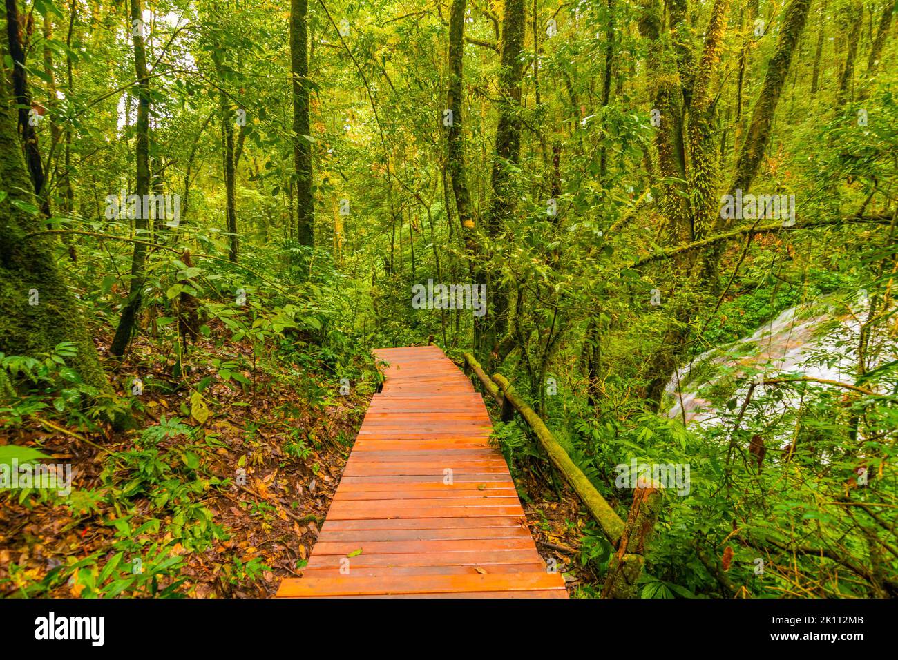 Wooden tourist path at Doi Inthanon national park, Thailand. Beautiful ...