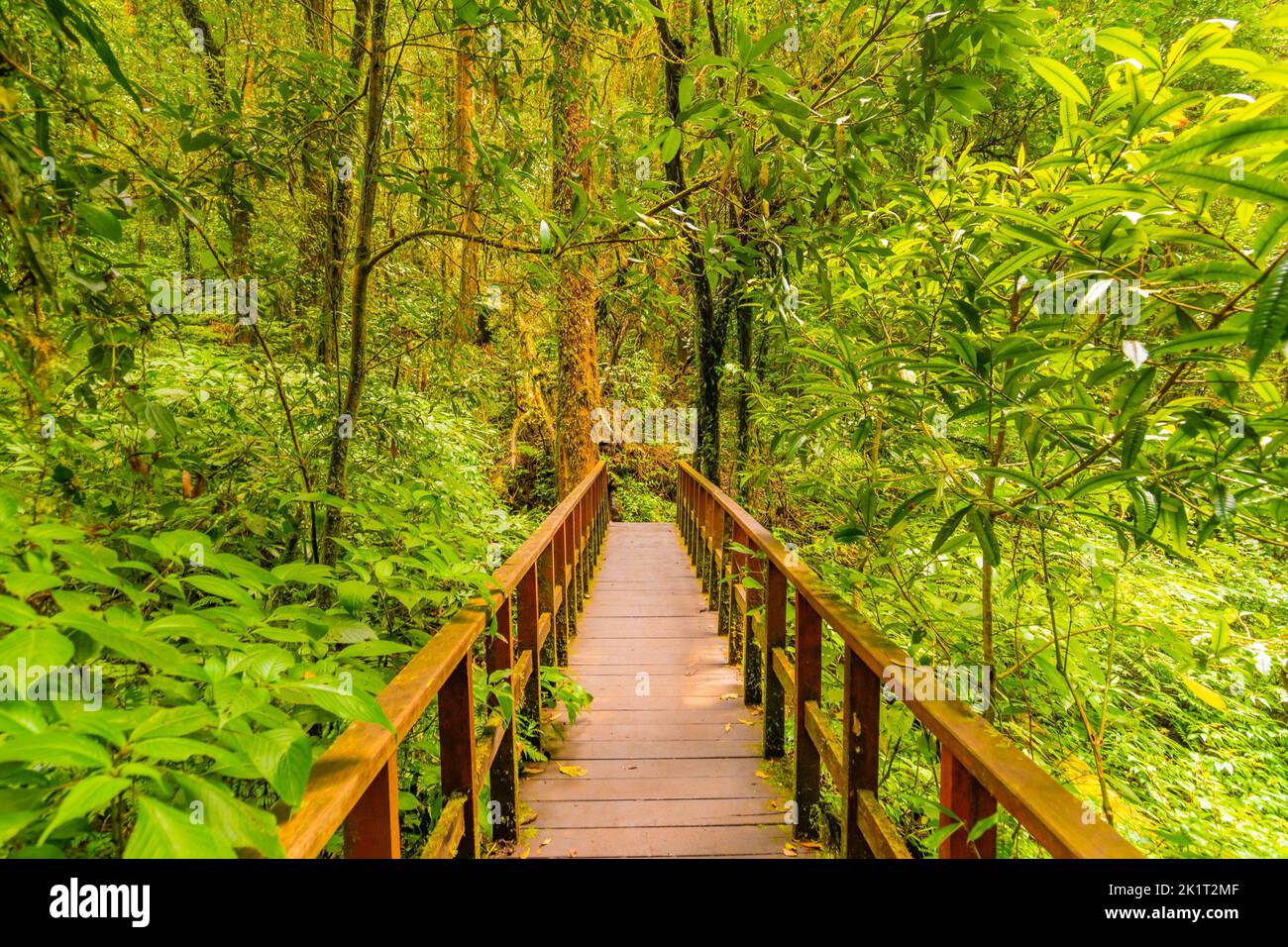 Wooden tourist path at Doi Inthanon national park, Thailand. Beautiful ...