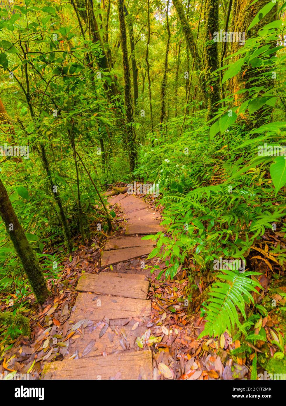 Wooden tourist path at Doi Inthanon national park, Thailand. Beautiful ...