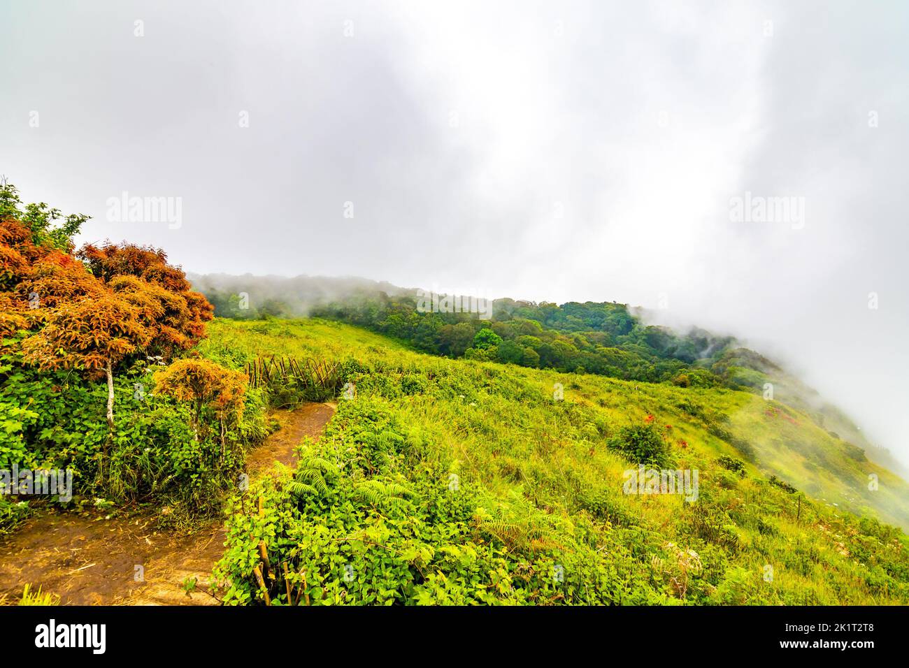 Wooden tourist path at Doi Inthanon national park, Thailand. Beautiful ...