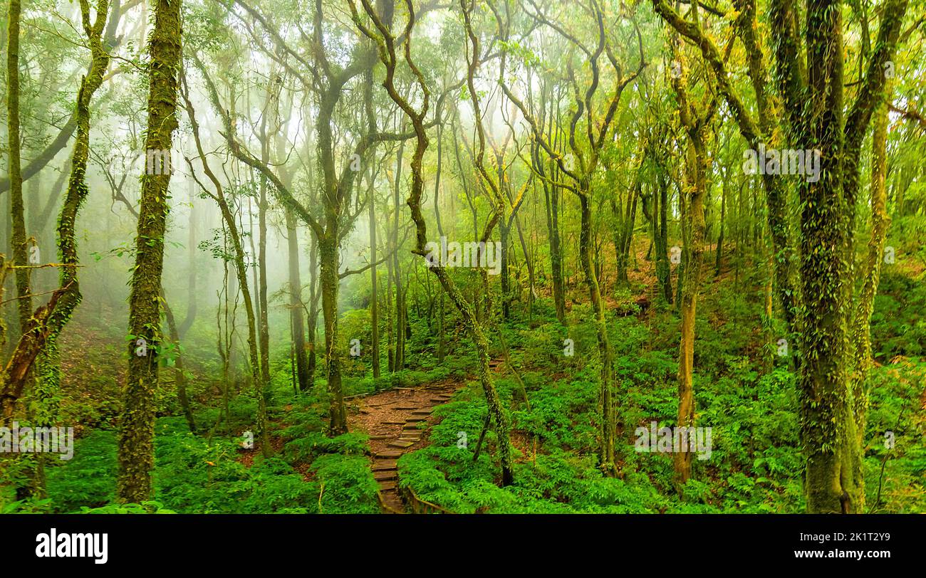 Wooden tourist path at Doi Inthanon national park, Thailand. Beautiful ...