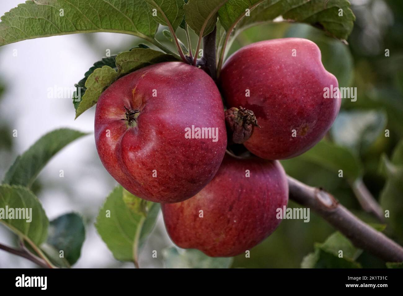 red ripe apples in an orchard ready for harvesting Stock Photo - Alamy