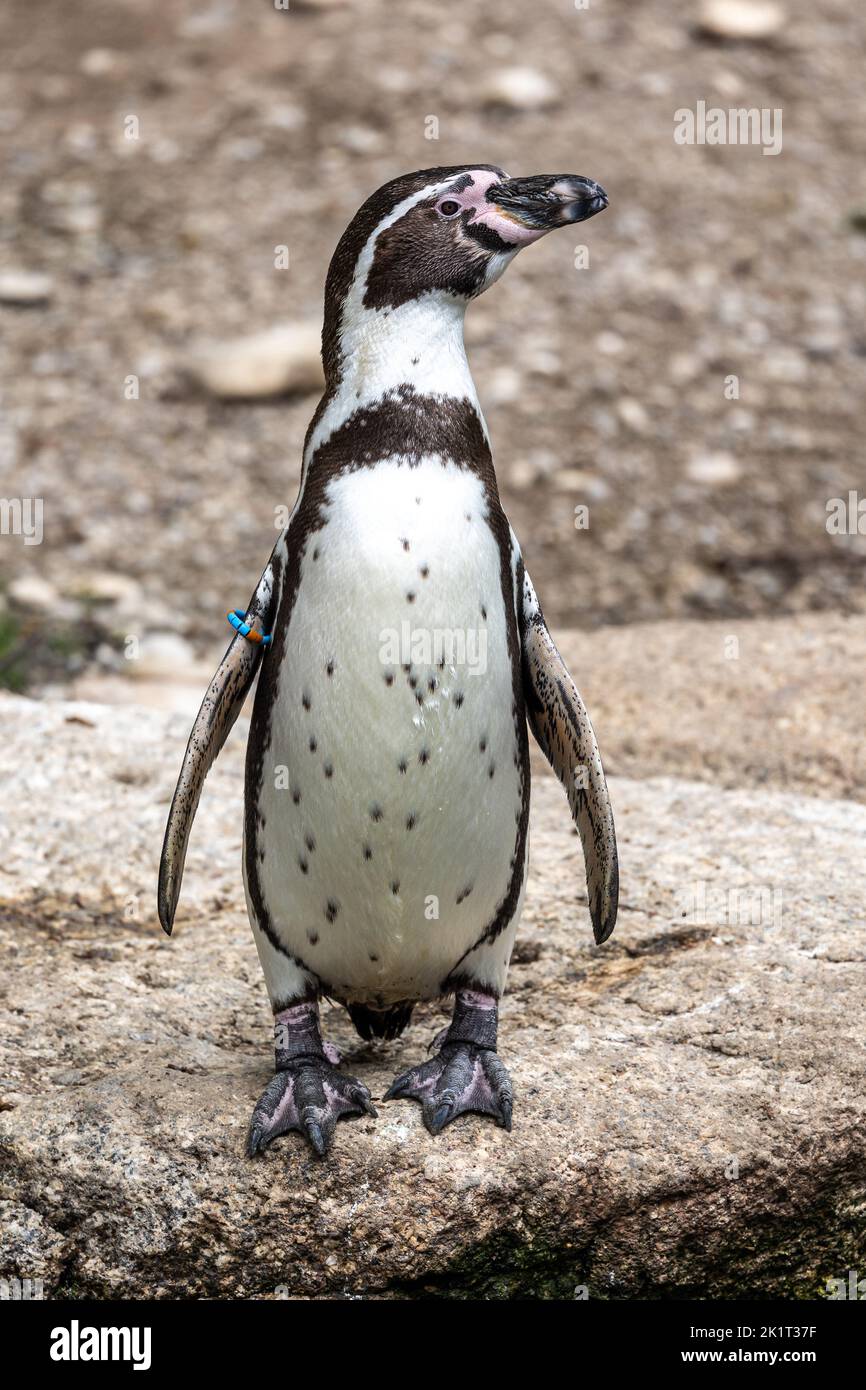 The Humboldt Penguin, Spheniscus humboldti also termed Peruvian penguin ...