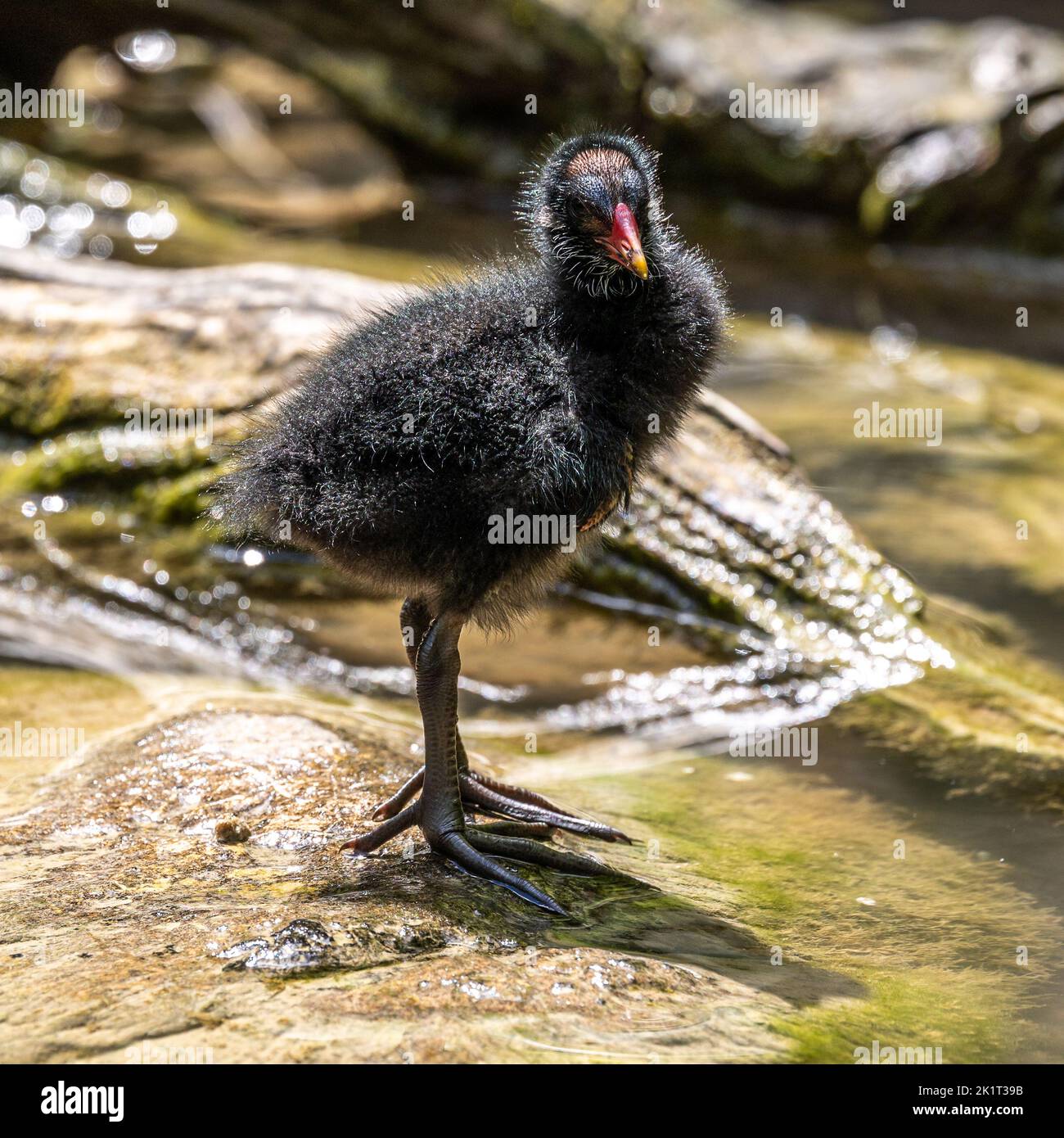 Little Common moorhen baby, Gallinula chloropus also known as the ...