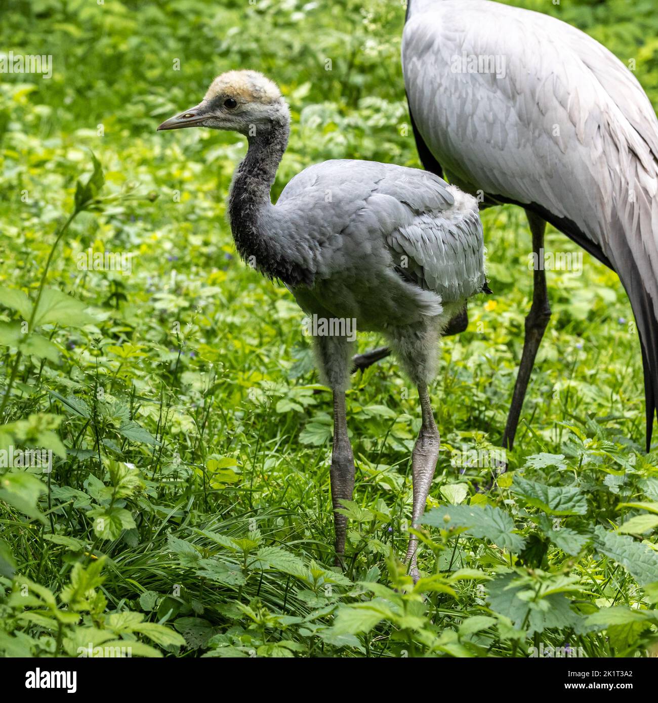 Beautiful yellow fluffy Demoiselle Crane baby gosling, Anthropoides ...